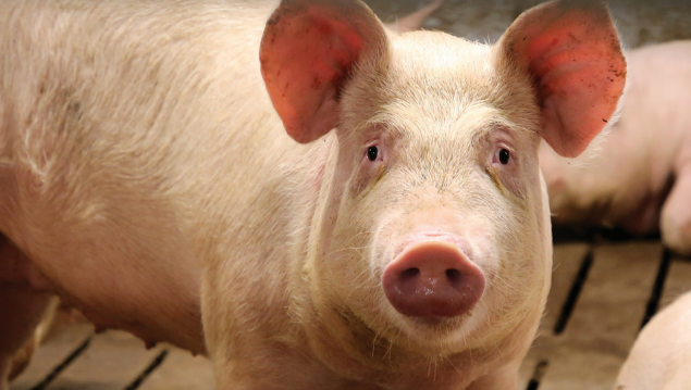 Ireland publishes national pig performance report for 2019 - Swine news ...