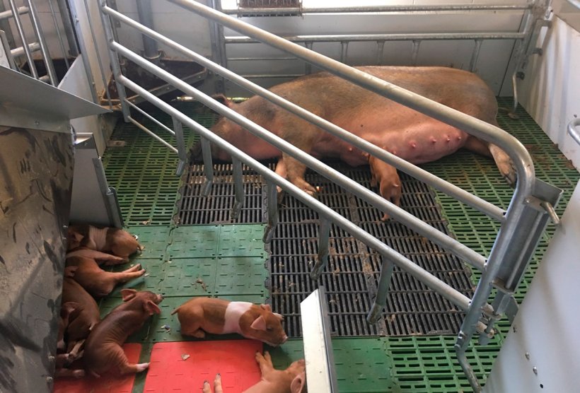 Free farrowing systems on commercial farms in Denmark and Spain ...