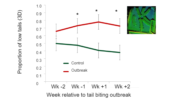 Tell Tail Signs: imaging technology detects tail biting early in pigs - Articles - pig333, pig ...