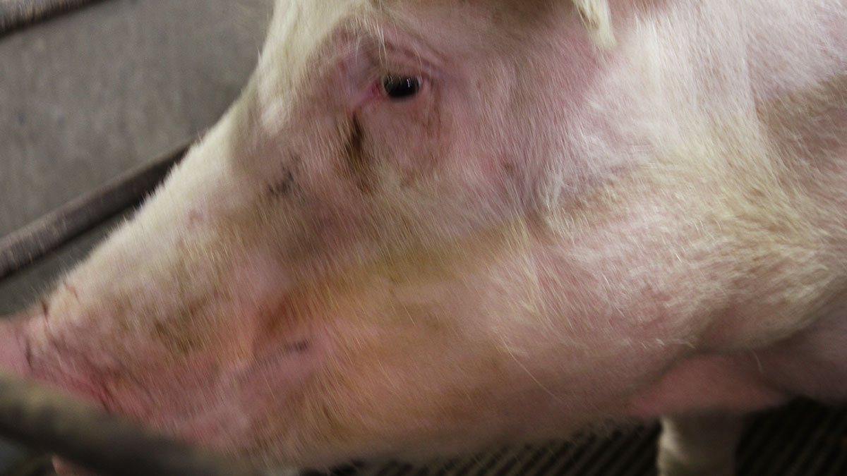 Heat stress in sows - Articles - pig333, pig to pork community