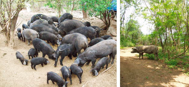 Breed cards: Moravka Pig - Articles - pig333, pig to pork community