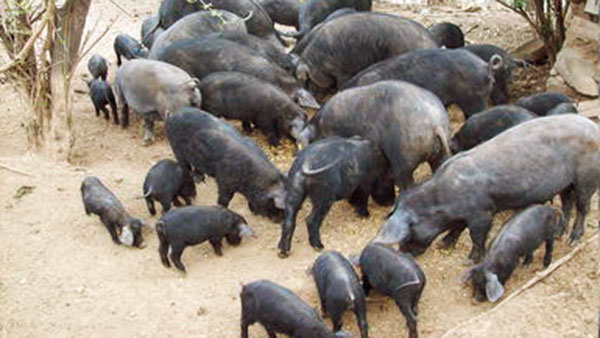 Breed cards: Moravka Pig - Articles - pig333, pig to pork community