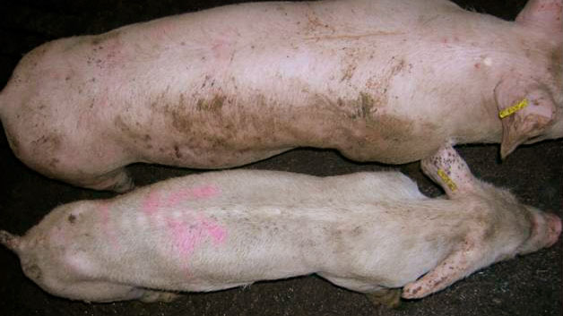 How important are the differences between PCV-2 genotypes? - Articles ...