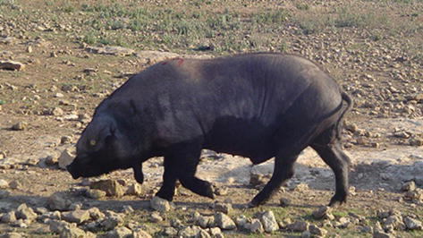 Black Pig Png