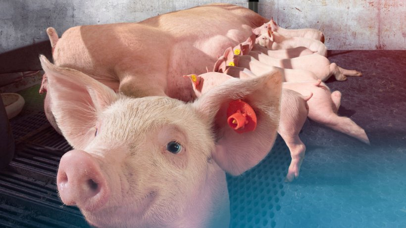 Nedap: 4 reasons to take control of sow feed intake - Company news ...