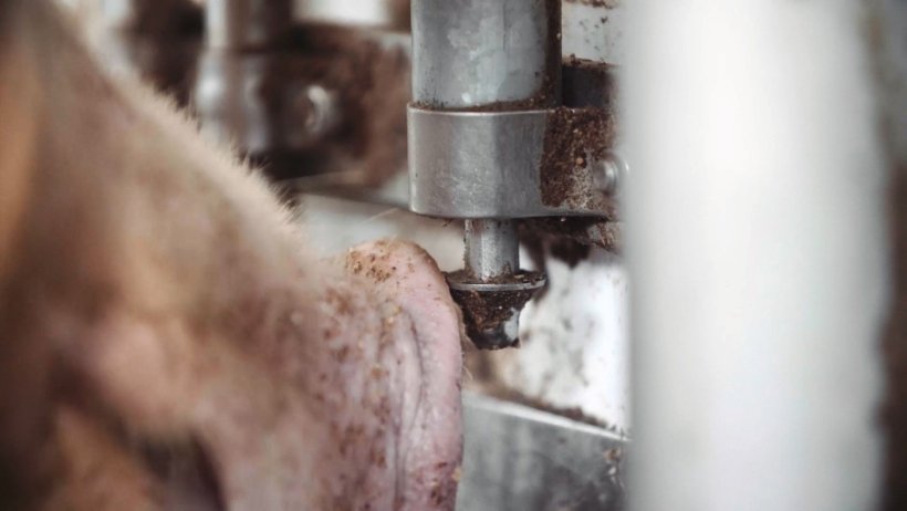 Nedap: 4 reasons to take control of sow feed intake - Press releases ...