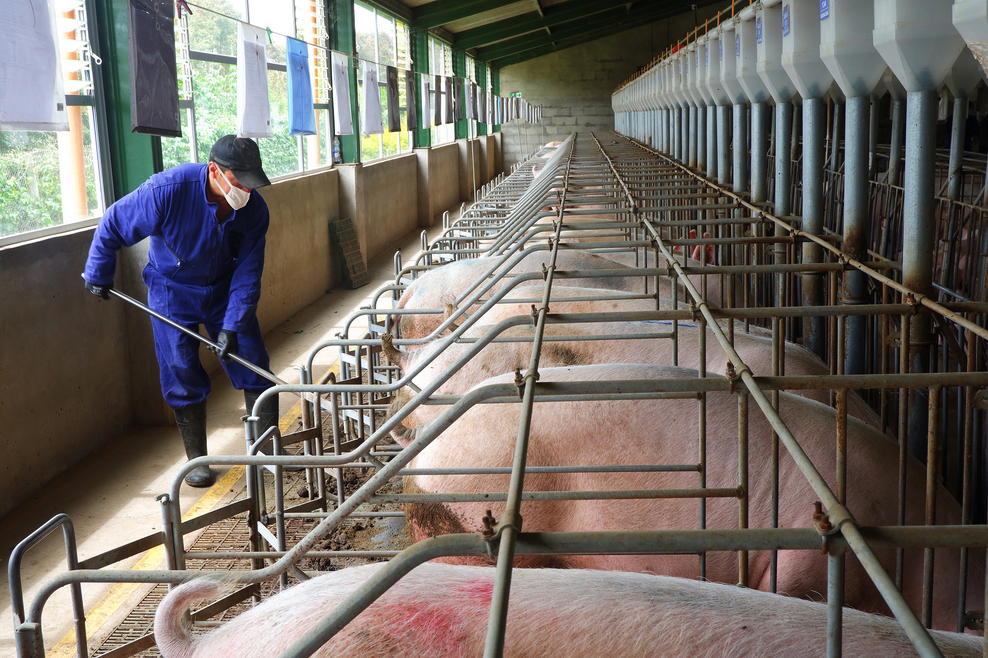 Colombia commits to sustainable pig farming using biogas - Swine news ...