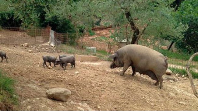 Page 3 of Articles - Genetics and reproduction - pig333, pig to pork ...