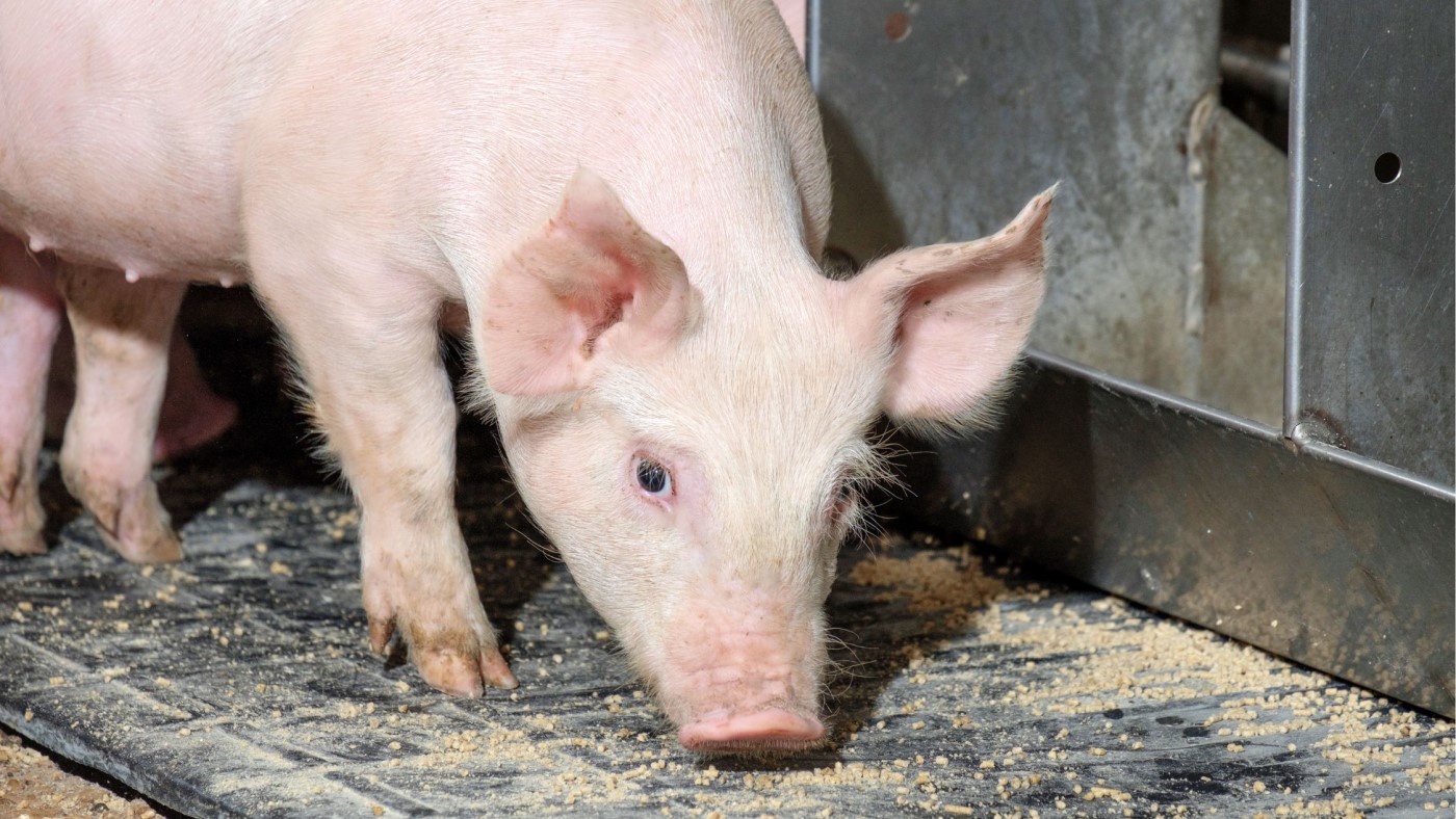 Purina: Beat the barriers to early feed intake in young pigs - Press ...