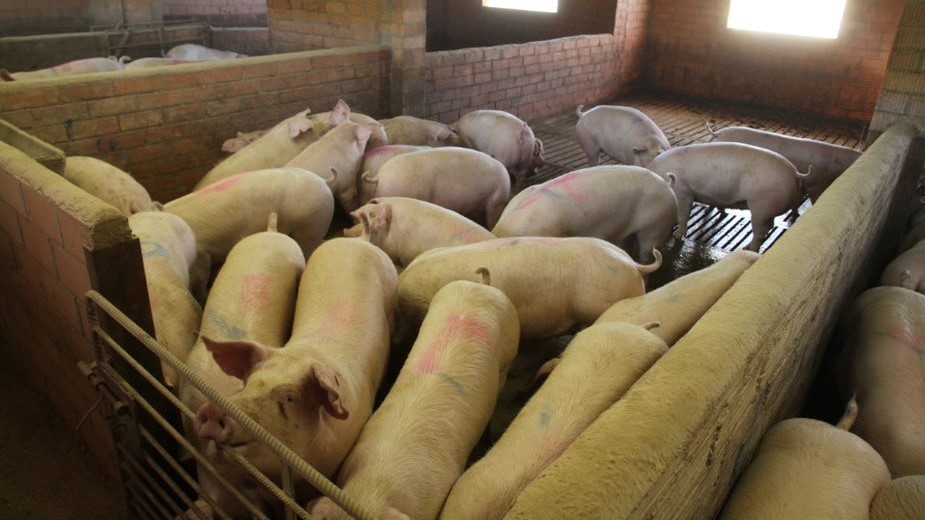 A consideration in the experimental design of pig nutrition studies ...