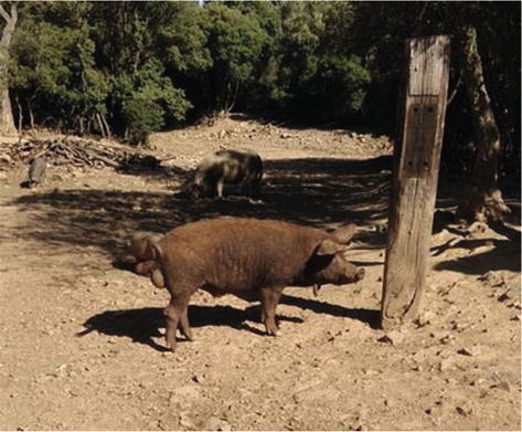 Breed cards: Sarda Pig - Articles - pig333, pig to pork community