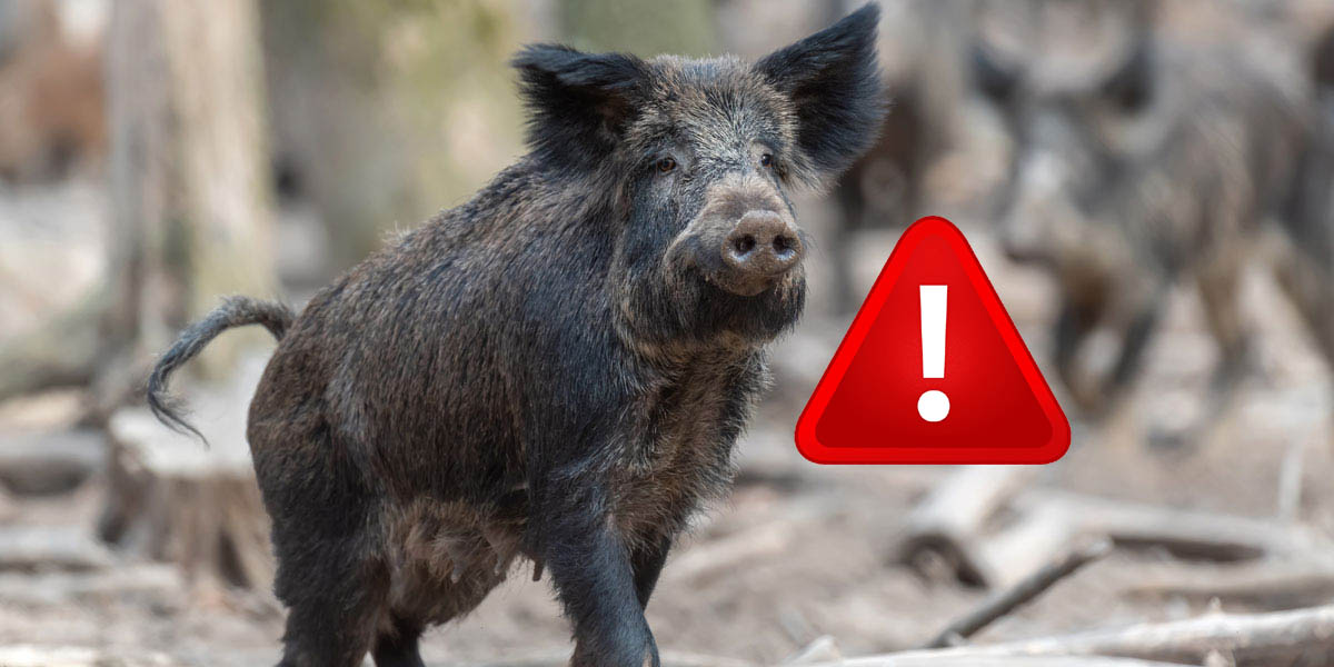 New information reveals ASF has been in Germany since July - Swine news ...
