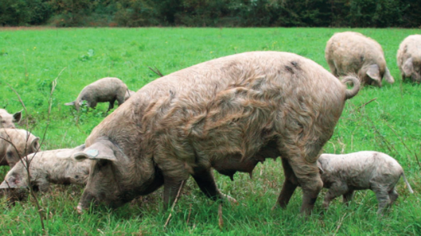 Breed cards: Turopolje Pig (Turopoljska svinja) - Articles - pig333 ...