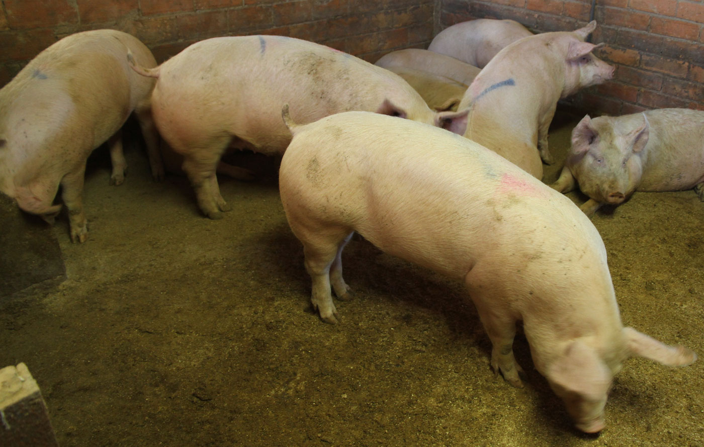 Germany: Plants working Sundays and holidays to support pig producers ...