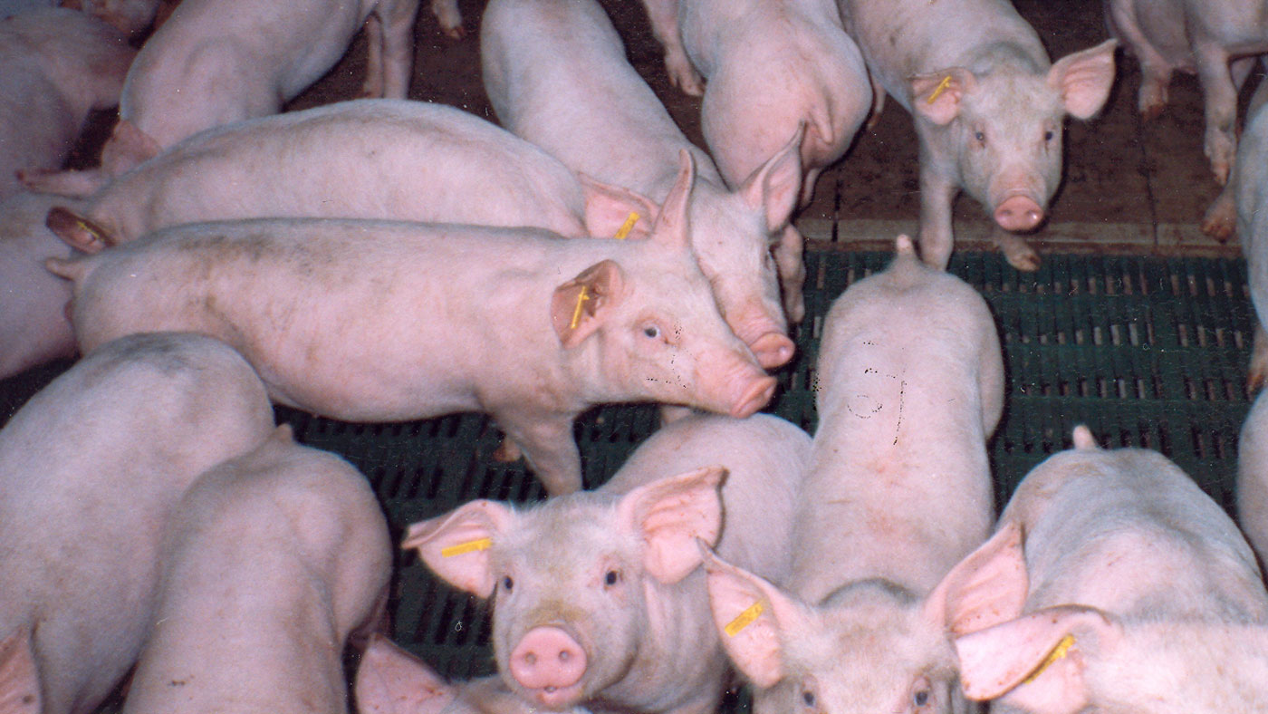 China: Recovery of live pig production "better than expected" in 2020 ...