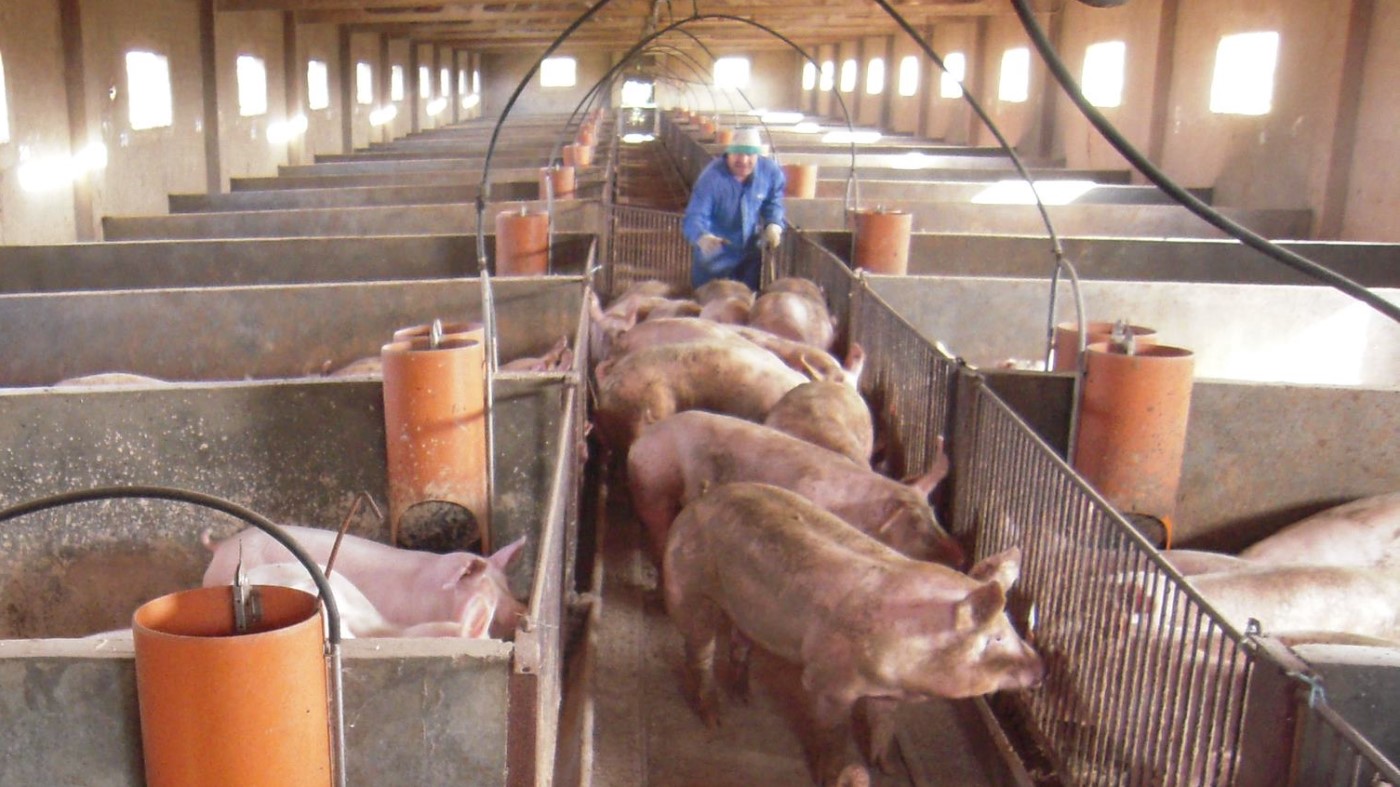 Philippines: Agricultural production up, hogs down in Q3 of 2020 ...