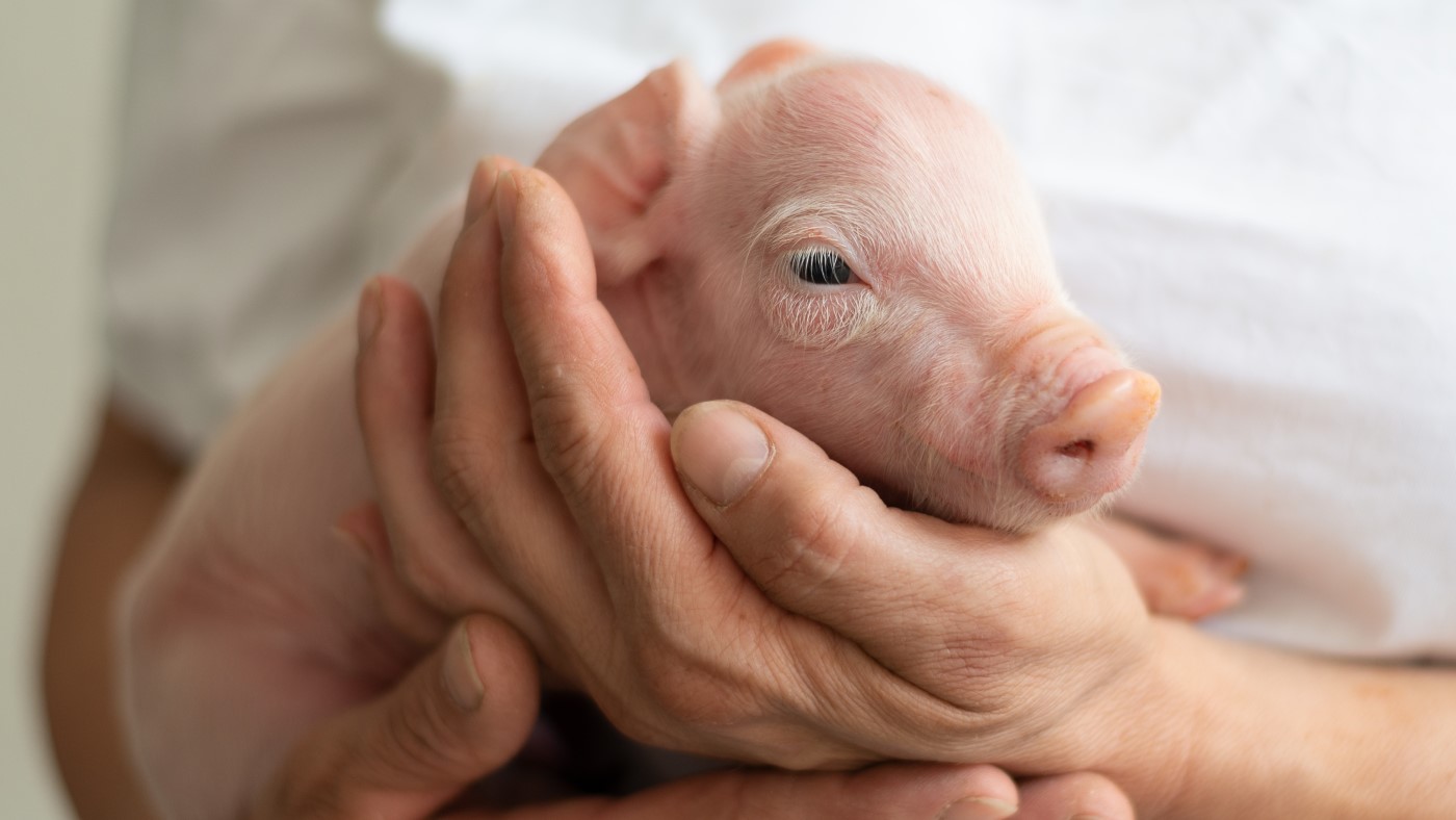 Elanco awards three Care4Pigs grants - Press releases from the swine ...