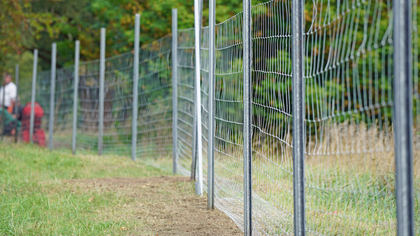 ASF Germany: Fence completed between Brandenburg and Saxony - Swine ...