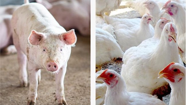 Another record year in store for Brazilian swine production - Swine ...