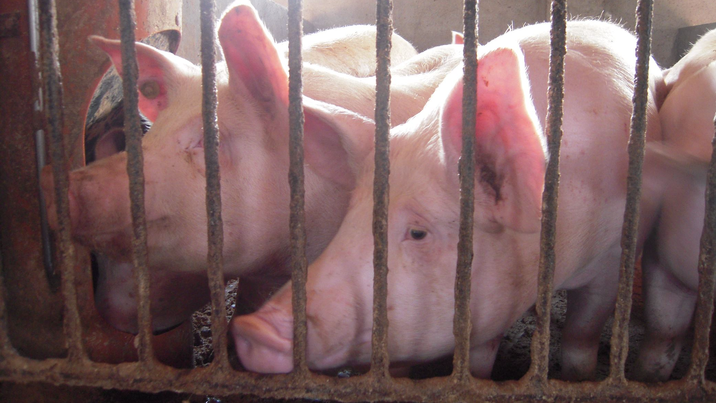ASF spreads to new area in the Philippines - Swine news - pig333, pig ...