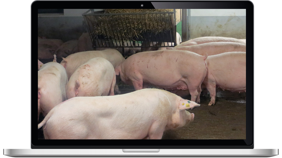 New "technical TV program" for pig farmers launched at EuroTier - Press ...