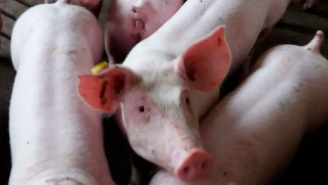 Semi-precision feeding in finishing pigs (1/2) - Articles - pig333, pig ...