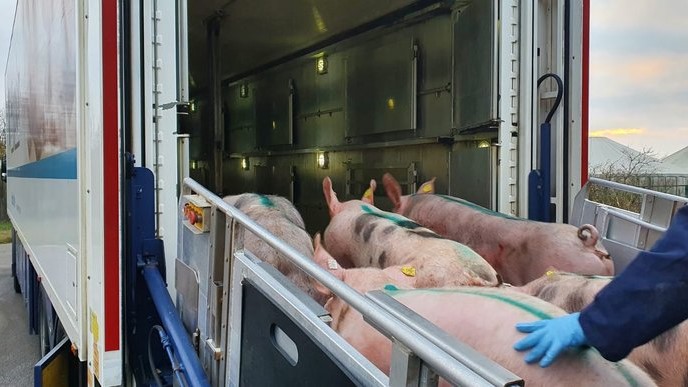 Hendrix Genetics and BHZP extend their pork pact - Press releases from ...