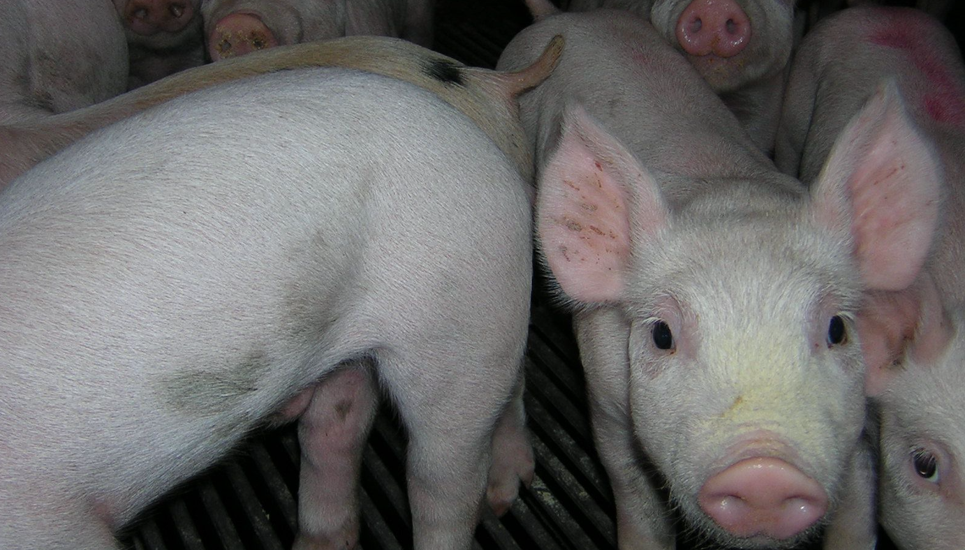 Ireland launches the country's first animal welfare strategy - Swine ...