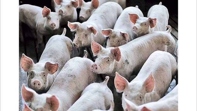 Another record year in store for Brazilian swine production - Swine ...