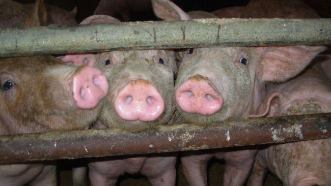 The Netherlands propose ending tail docking by 2030 - Swine news ...