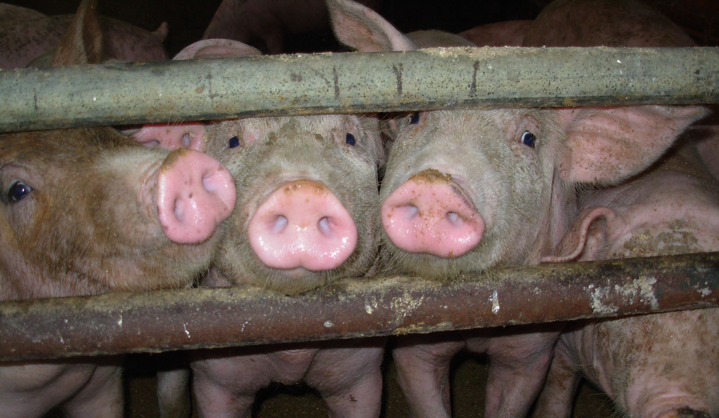 Dutch meat industry seeks to improve animal welfare with new code ...