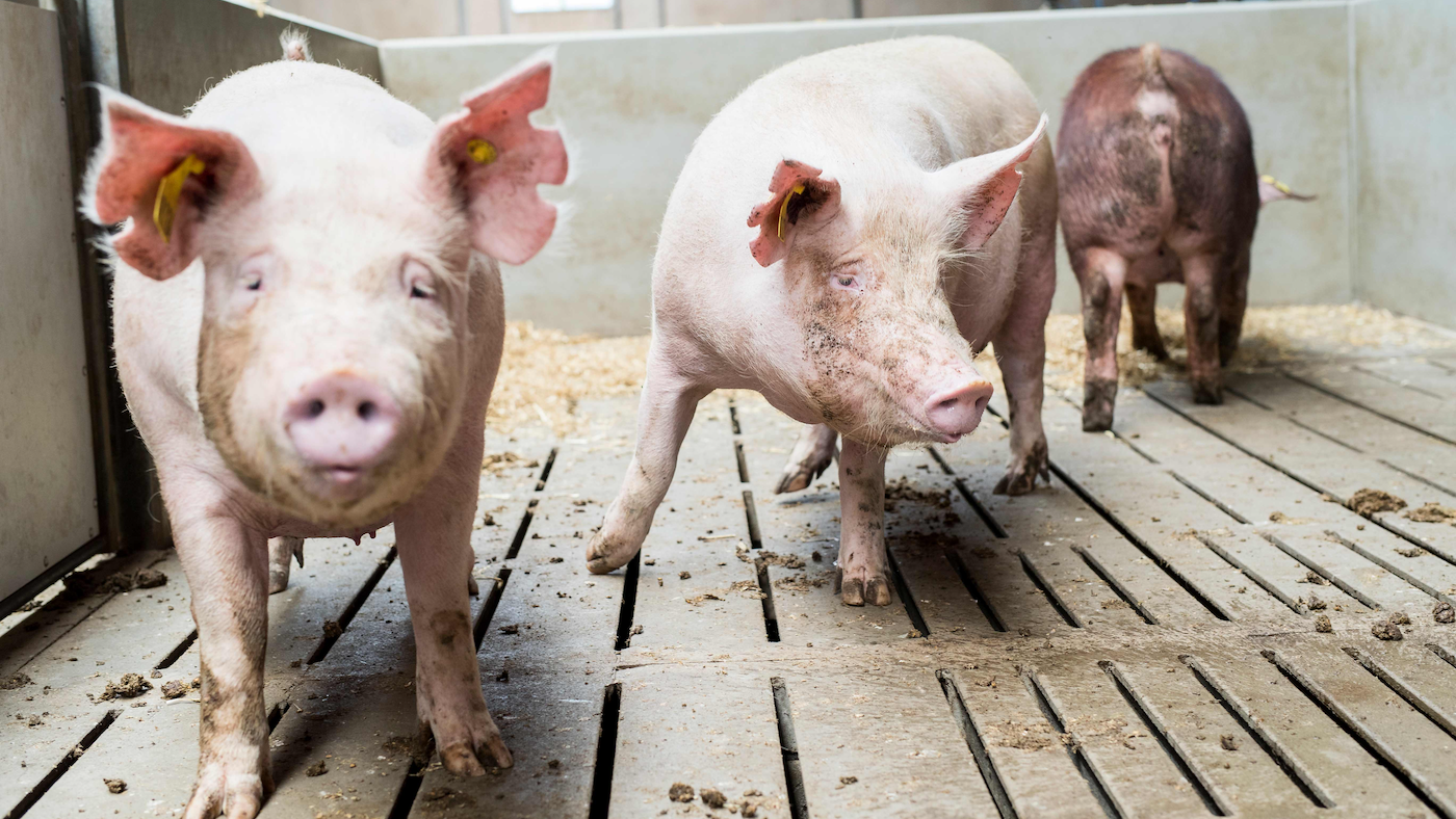 Danish Pig Genetics develops Genetics Evaluation System - Press ...