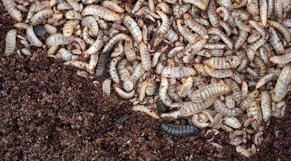 Insect feeding with Weda technology - Press releases from the swine ...