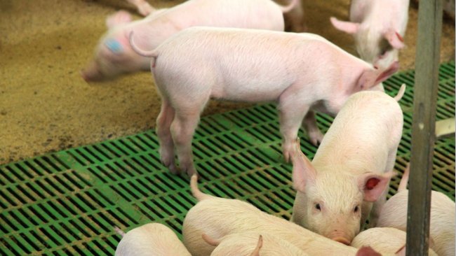 Germany: More targeted monitoring to improve animal welfare - Swine ...