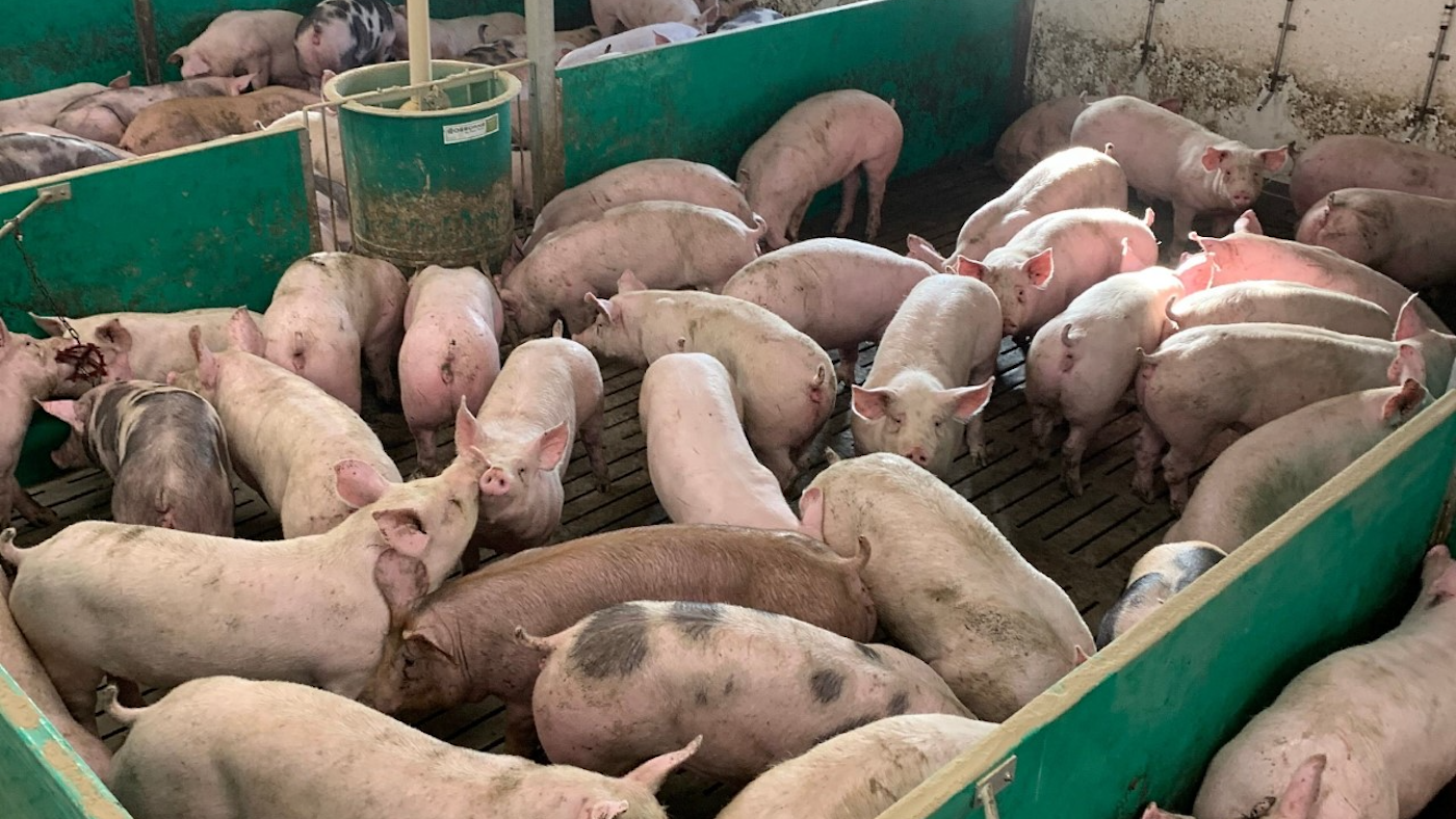 ARM Buildings: Overweight pigs put pressure on ventilation systems ...