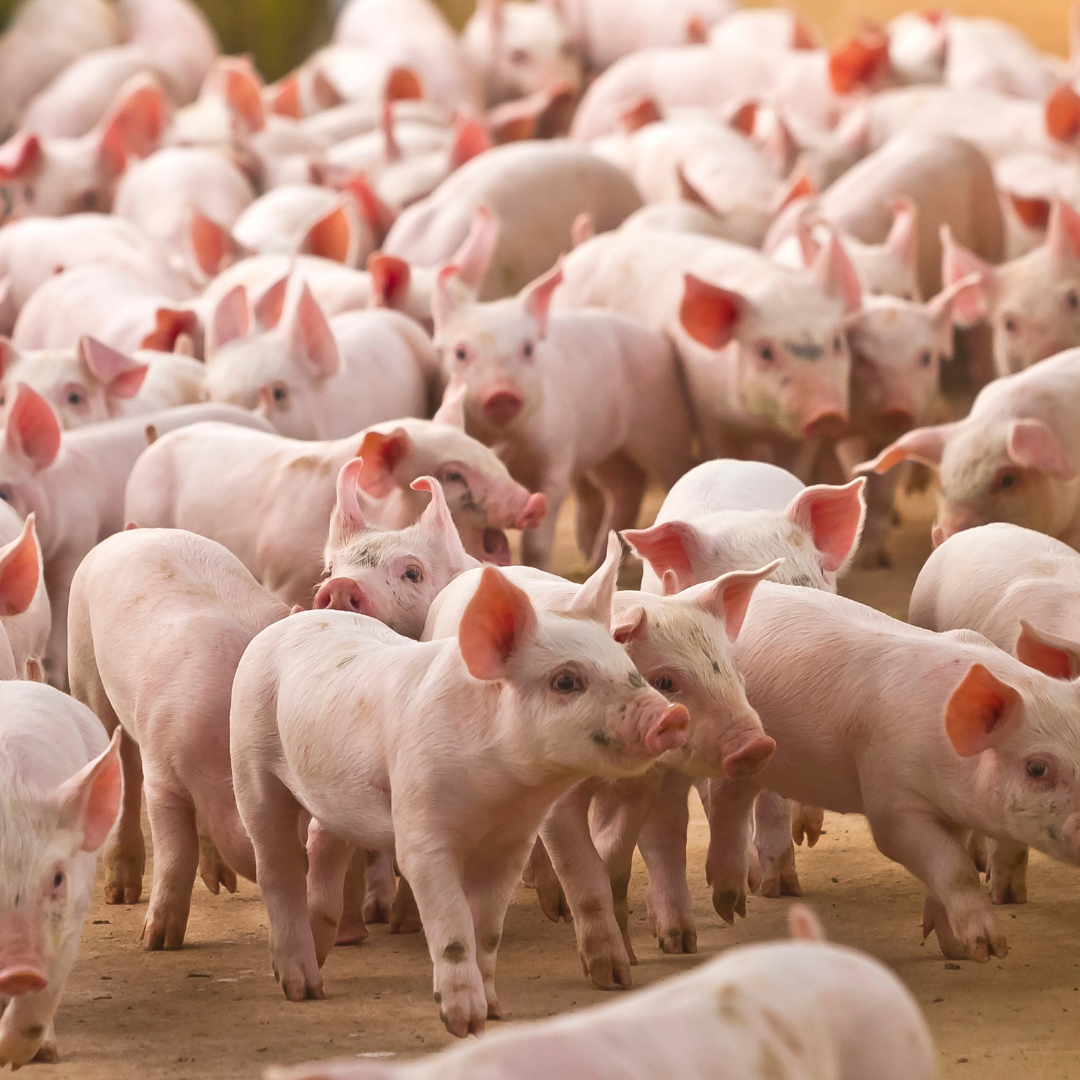 Brazil: Pork production grows 70% in Mato Grosso do Sul in six years ...