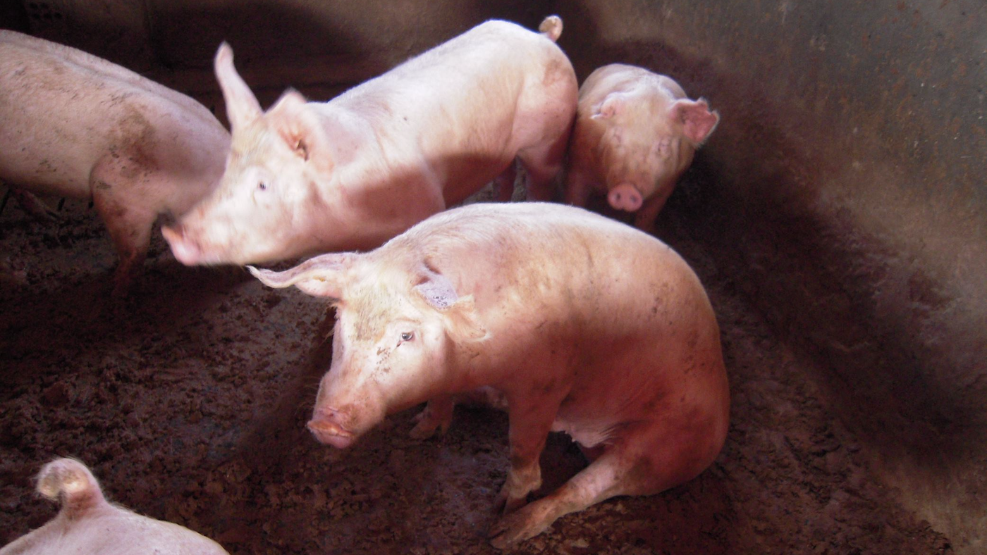 United States hog inventory down 2% - Swine news - pig333, pig to pork ...