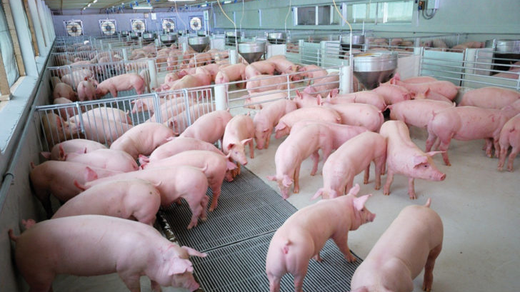 CP Foods assures meat with animal welfare practices is safe to consume ...