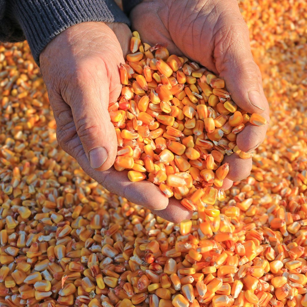 Brazil suspends import tax on corn and soybeans until end of year ...