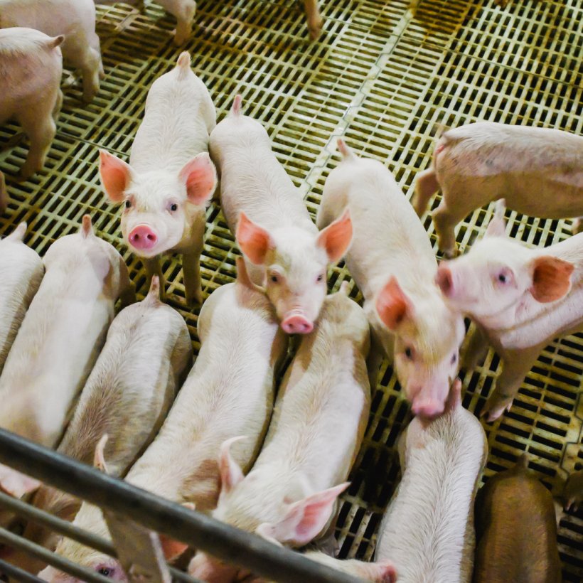 Six Brazilian states granted FMD-free status without vaccination ...