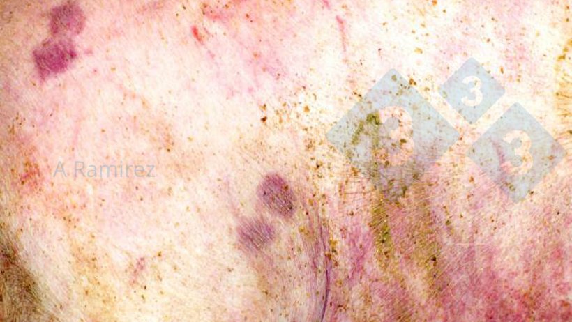 Laboratory diagnostics for Erysipelas in pigs - Articles - pig333, pig ...