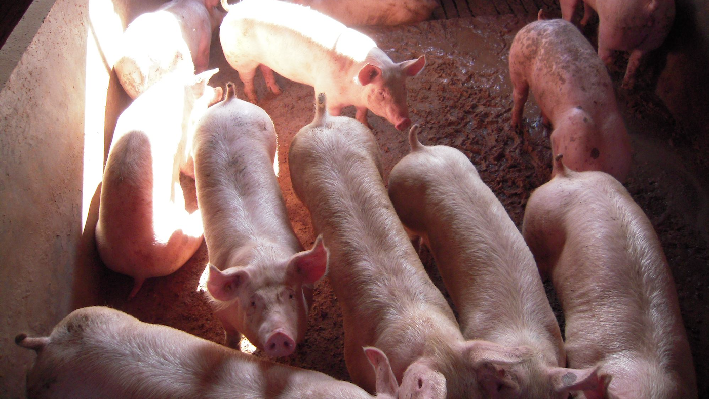 Batangas is first province declared free of ASF in Philippines - Swine ...