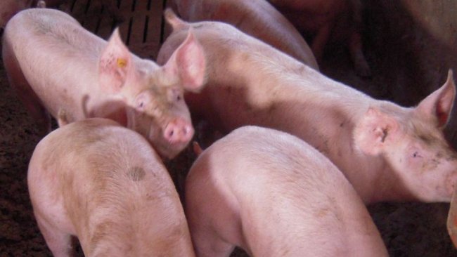 Belgian pig sector introduces first national animal welfare label ...