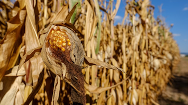 IPIC: Corn quality concerns publication for swine producers - Press ...