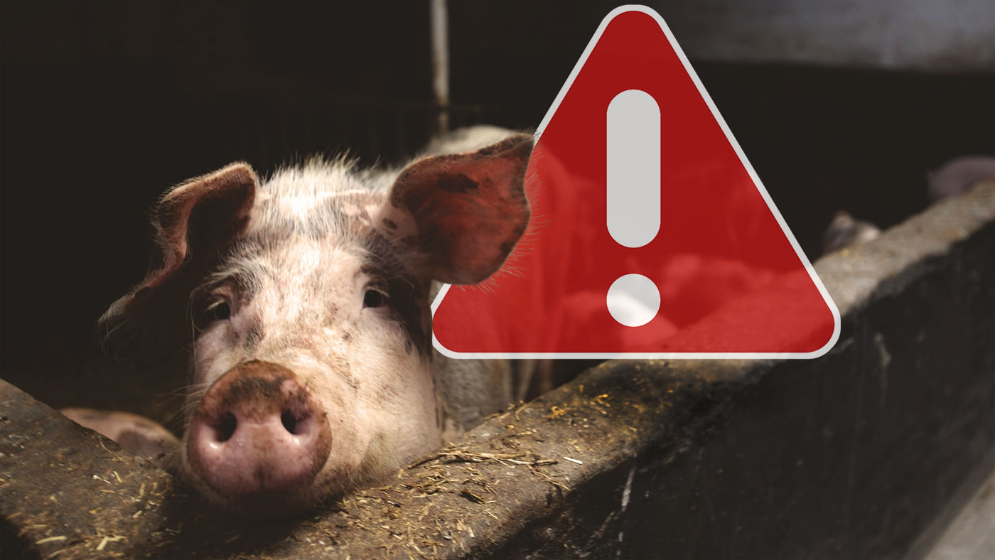 First cases of ASF in domestic pigs in Germany - Swine news - pig333 ...