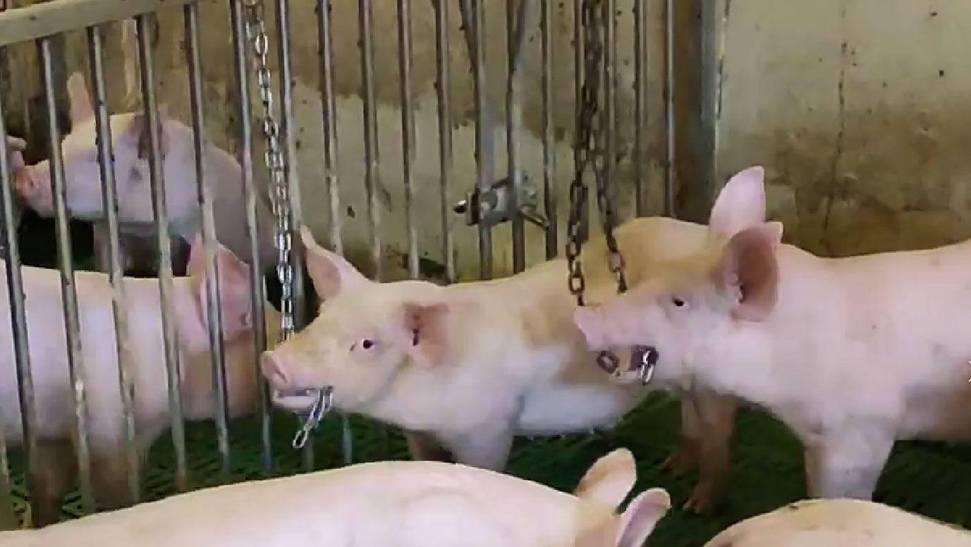 Branched chain for environmental enrichment of pigs - Articles - pig333 ...