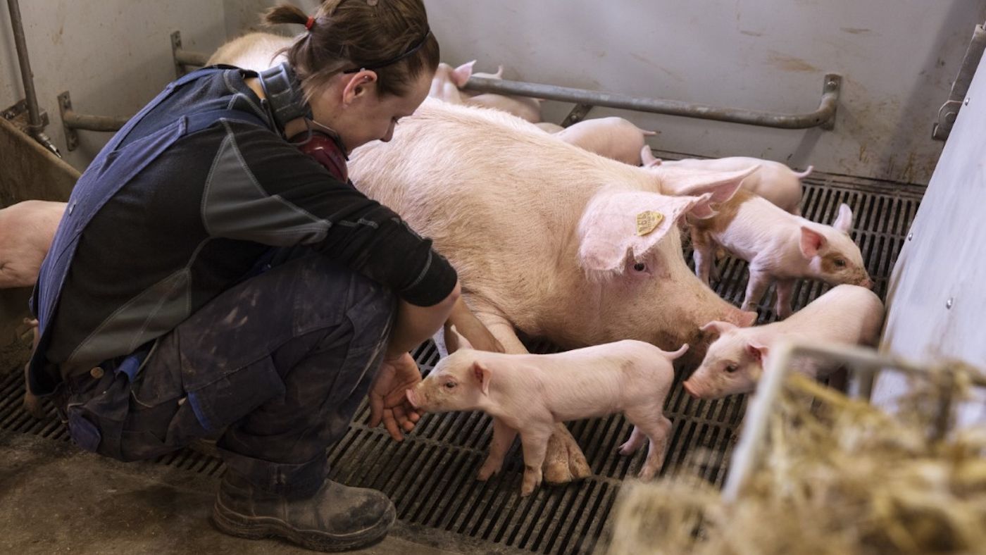 SEGES: Freedom for sows during farrowing and lactation is the future ...