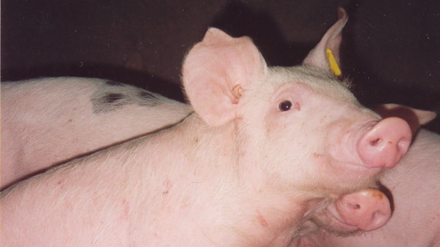 U.S. announces plan for zoonotic disease surveillance - Swine news ...