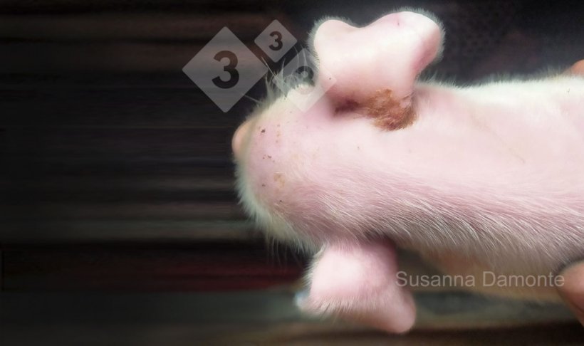 Clinical case: Abnormal lameness in nursing piglets - Articles - pig333 ...
