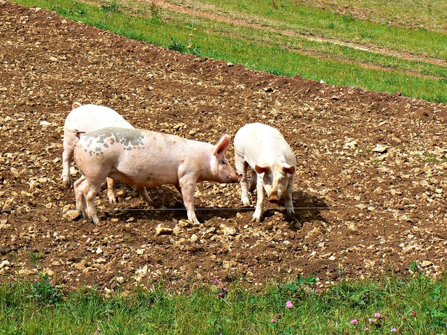 Launch of an annual EU organic day - Swine news - pig333, pig to pork ...